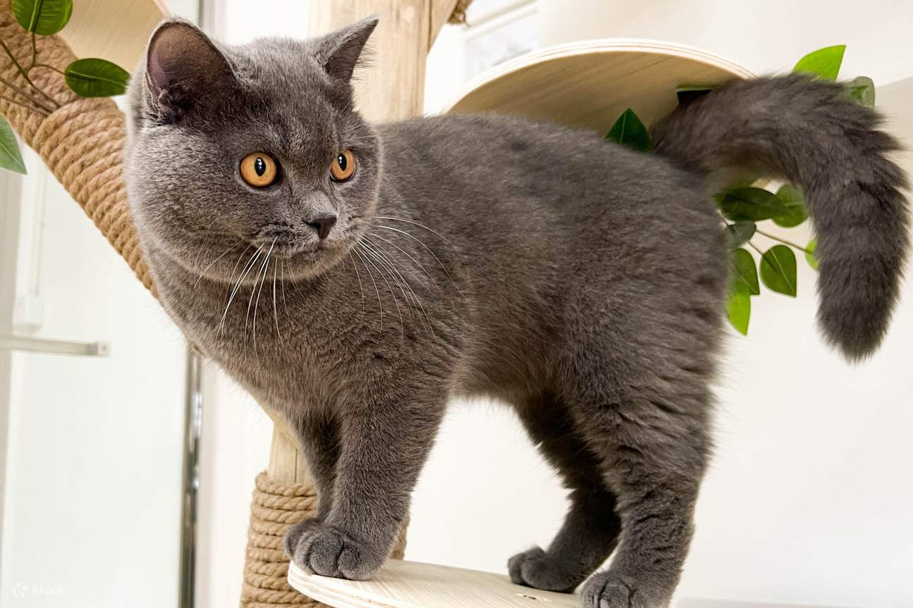 Catwalk Hotel - Hotel Kucing di Hong Kong - Klook Indonesia